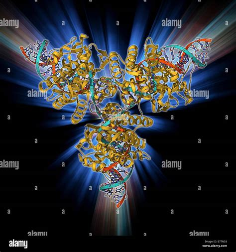 Cre Lox Recombination Molecular Model Of The Enzyme Cre Cyclization Recombination Recombinase