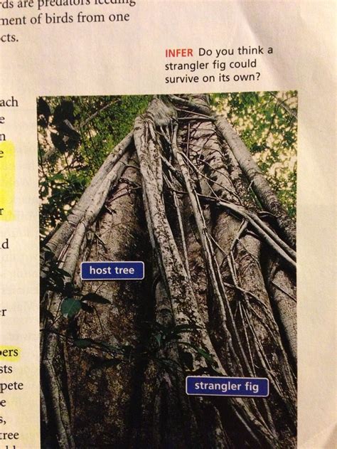 Trees Competing For Sunlight Book Cover Fifth Grade City Photo