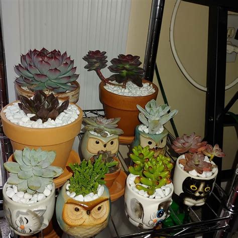 The Cutest Little Pots For The Cutest Little Plants Succulents