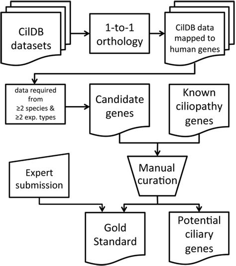 Flow Diagram Describing The Processes To Create The Scgs Download Scientific Diagram