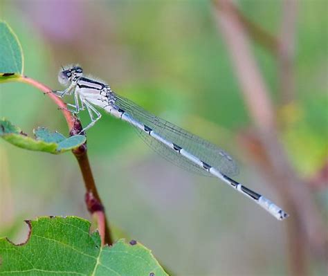 Damsel Type Sex Enallagma Civile BugGuide Net