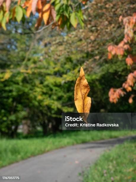 오렌지색과 갈색의 마른 잎사귀 한 장이 공원에서 공중에 떨어지는 클로즈업 공원 도로 배경에 화려한 나뭇잎이 있는 나무 가을 풍경 10월에 대한 스톡 사진 및 기타 이미지