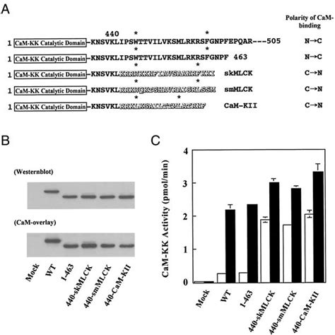 Characterization Of Cam Kk Chimera Mutants A Schematic Representation