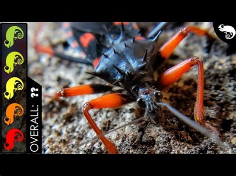 Assassin Bug
