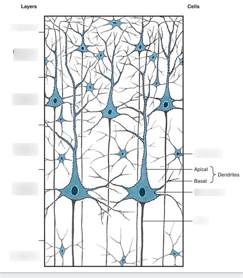 Layers Of The Cortex Diagram Quizlet