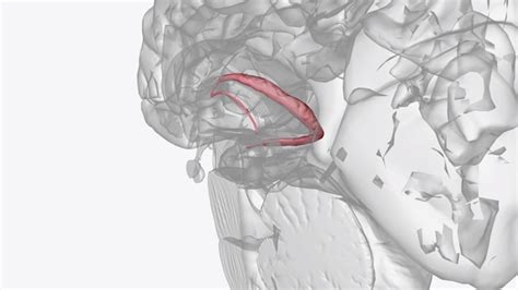 Premium Photo Choroid Plexus Of Cerebral Hemisphere
