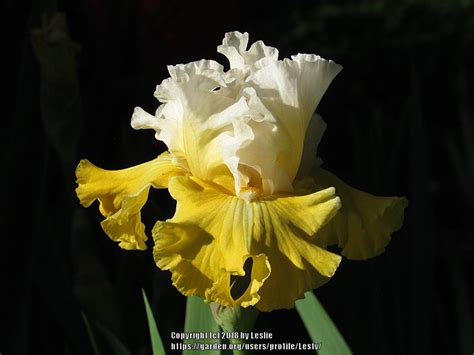 Tall Bearded Iris Iris Joviality In The Irises Database