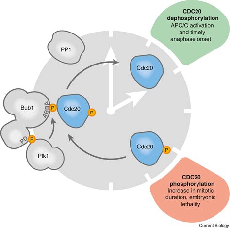 Cell Cycle Control Timing Is Everything For The Plk1 Bub1 Partnership