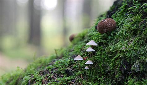 Luontokosketus Ja Mikrobit Luontoterveyden Osaamiskeskus