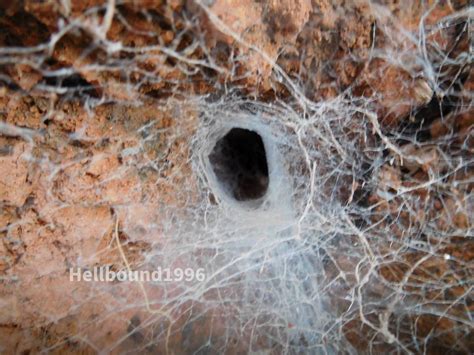 spider hole by geologicalphotograph on deviantart