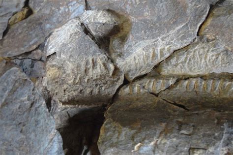 The Oldest Fossil Ever Unearthed In North America