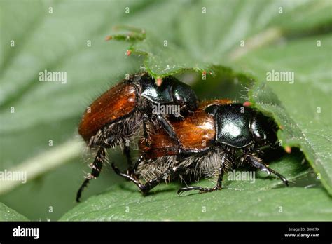 June Bugs Hi Res Stock Photography And Images Alamy