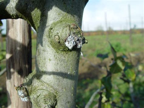 Fruit Tree Care Tips For December Suffolk Fruit And Trees The Fruit Tree Specialists