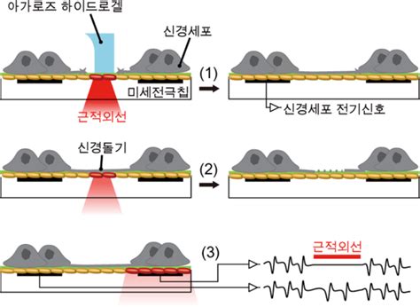 kaist 남윤기 교수 연구팀 나노 광열 신경 칩 플랫폼 개발 뉴스밴드 가치를 만드는 뉴스