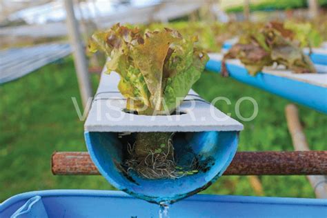 How Nutrient Flow Is Used In Hydroponic Cultivation Armin Ghorbani Posted On The Topic Linkedin