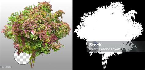 나뭇잎을 잘라냅니다 큰 정밀도의 알파 채널을 통해 투명 한 배경에 고립 된 부시 전문적인 구성을 위한 고해상도 0명에 대한 스톡