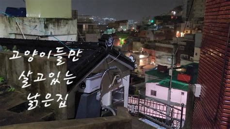 태풍속에 고양이들만 사는 집의 아이들은 뭐하고 있었을까 Youtube