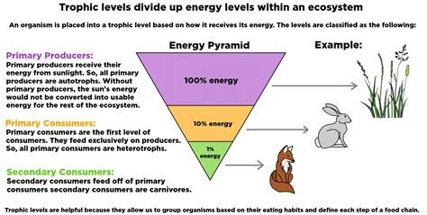 Trophic Level — Definition And Examples Expii