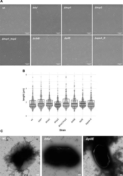 Figures And Data In Integration Host Factor Regulates Colonization Factors In The Bee Gut