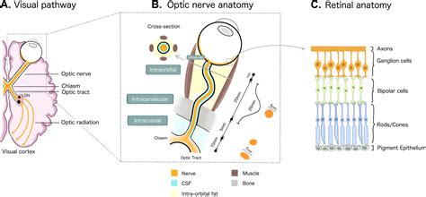 Advances In Mri Optic Nerve Segmentation Multiple Sclerosis And