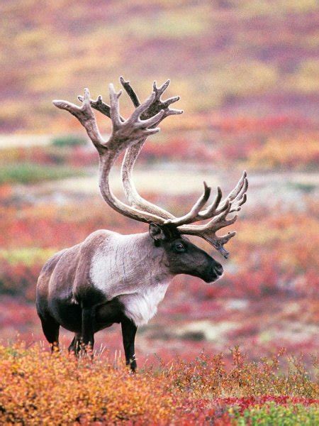 Картинки северный олень 46 фото