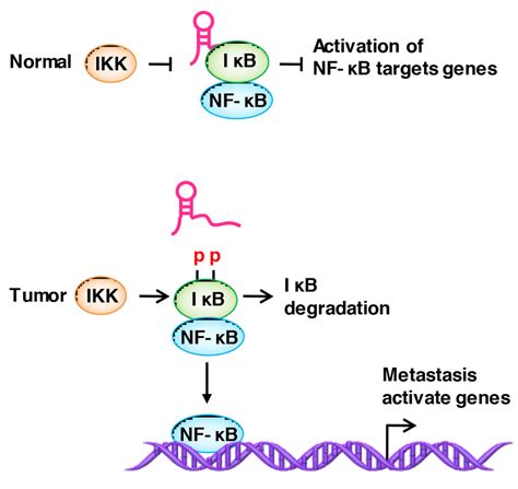 Lncrnas Regulate The Modification Of Binding Proteins Nkila Binds To Download Scientific