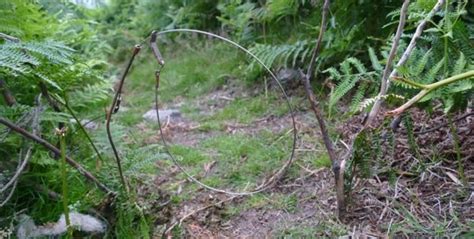 Snares And The Law Protect The Wild