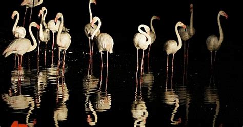 플라밍고 떼의 아름다운 물그림자