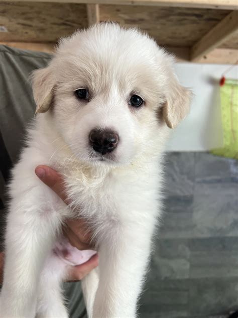 Floyd — Fetch Wisconsin Rescue