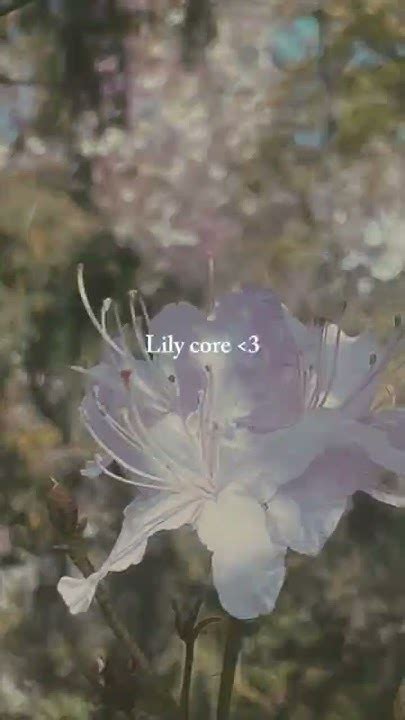 Lily Core ️ Pinterest Relatable Fypシ゚ Cottagecore Youtube