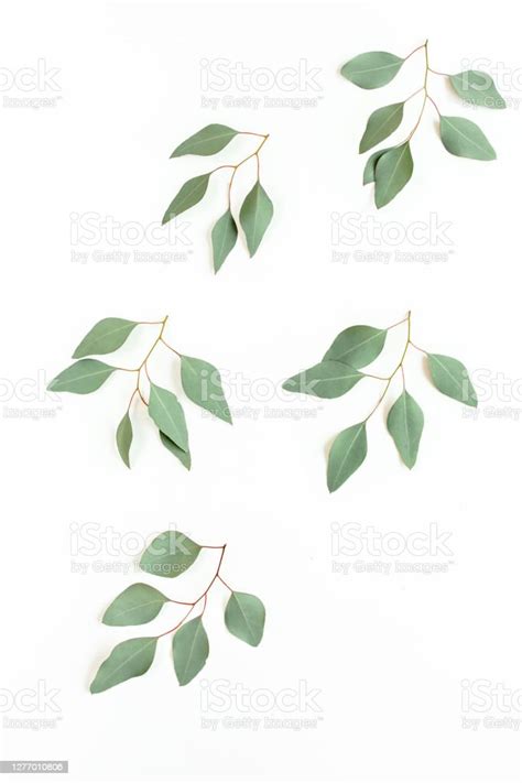 녹색 가지 흰색 배경에 고립 된 유칼립투스 포퓰러스를 떠난다 플랫 레이 상단 보기 0명에 대한 스톡 사진 및 기타 이미지 0명 1 달러 동전 미국 동전 개념 Istock