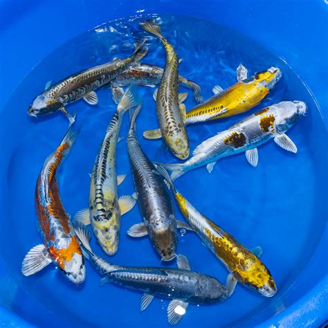 Nisai Doitsu Metallic Mix Azukari Koi