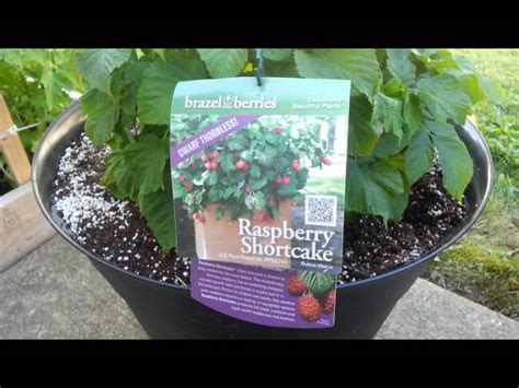 Raspberry Shortcake Plant Plants365 Releases An Exclusive New Patio