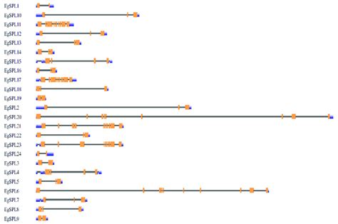 Intron Exon Organization Of 24 Egspl Genes Coding Sequences Cds