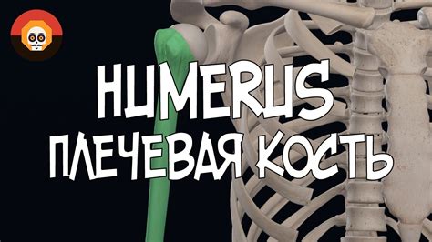 Плечевая кость Humerus 3d Анатомия Youtube