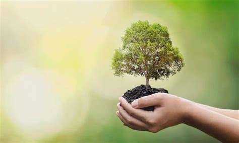 Tree Preservation Laws And Regulations A Perfect Cut Tree