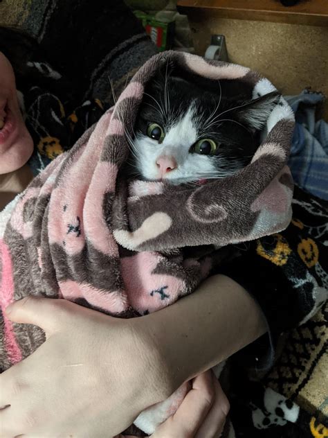 Object Encapsulation Rcat