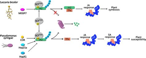 Jasmonate In Plant Defence Sentinel Or Double Agent Yan 2015