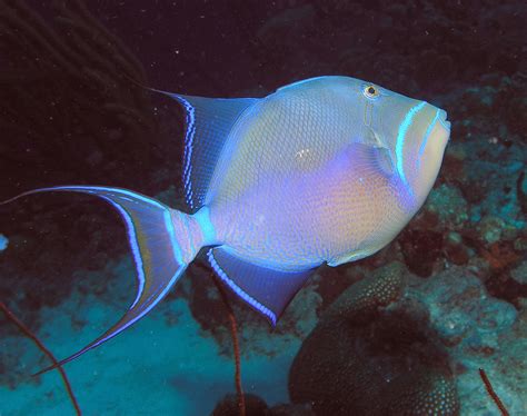Real Monstrosities Triggerfish