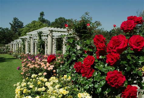 Huntington Library Rose Garden