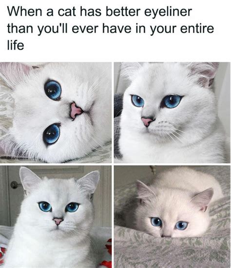 Fancy Cat Meme