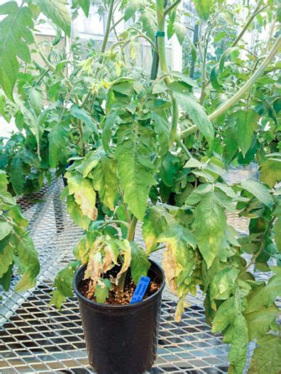 Tomato Verticillium Wilt Hortsense Washington State University