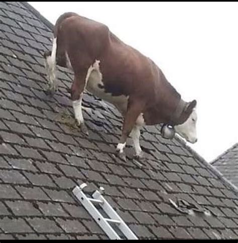 Bizzare Circumstances Зачем ты туда забрался Нахуя ты туда залез Roof House