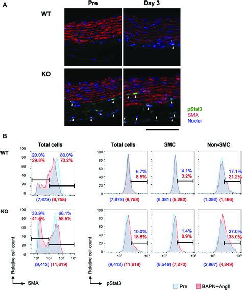 Effects Of Smc Specific Socs3 Deletion On Stat3 Activation Download