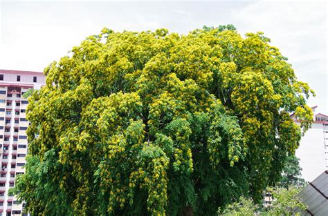 Trees And Plants Angsana