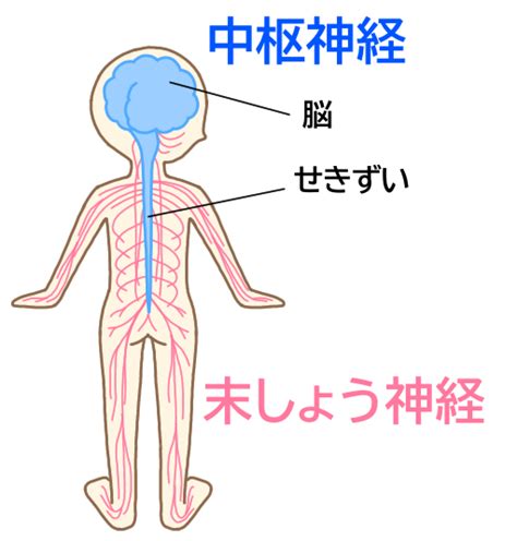 中学理科中枢神経と末梢神経の違いをわかりやすく解説