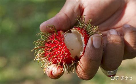 红毛丹和荔枝的区别？ 知乎