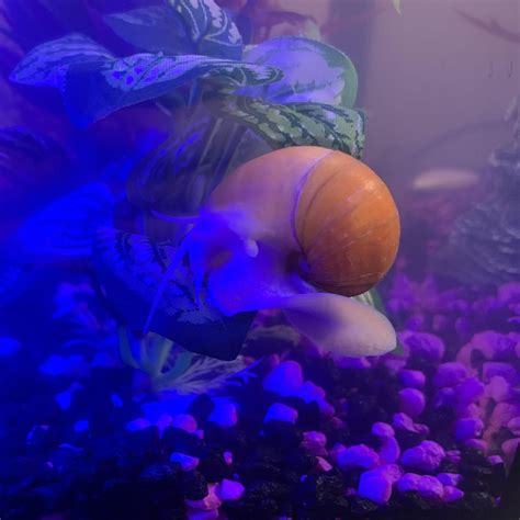 Is This Shell Growth Normal Raquaticsnails