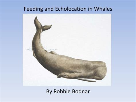Ppt Feeding And Echolocation In Whales Powerpoint Presentation Free Ppt Feeding And Echolocation In Whales Powerpoint Presentation Free