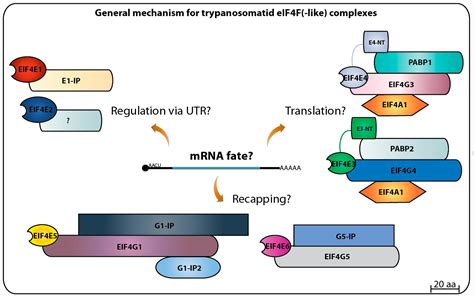 The Role Of Cytoplasmic Mrna Cap Binding Protein Complexes In Trypanosoma Brucei And Other